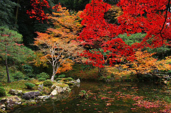 庭園美・秋 その1（南禅寺塔頭・南禅院） : 花景色－K.W.C. PhotoBlog