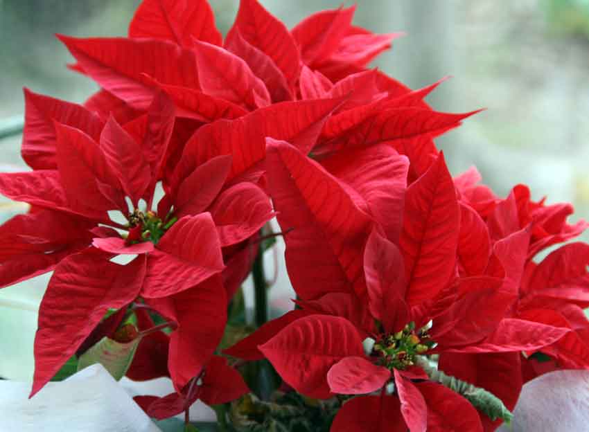 元伊勢内宮「皇大神社」♪ : すえドンのフォト日記