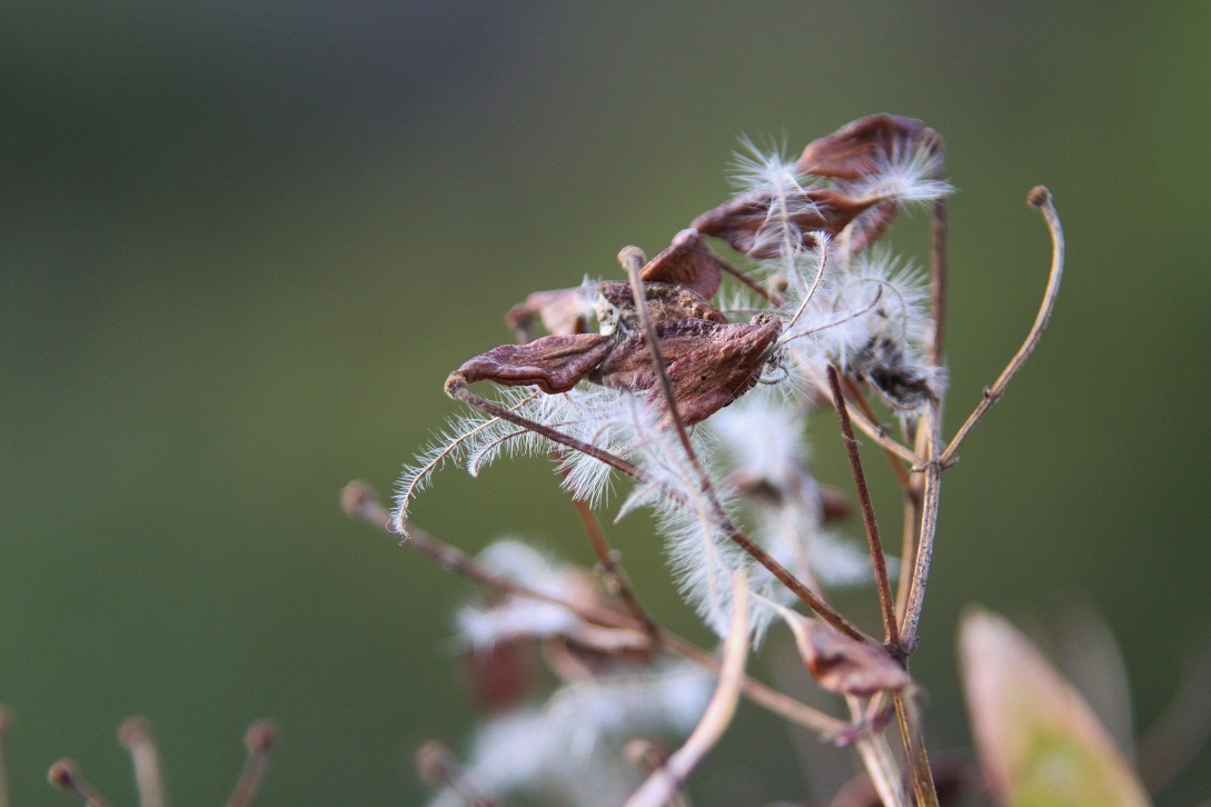 出会えました～！ ≪ センニンソウのおひげ ≫ : そよ風のつぶやき