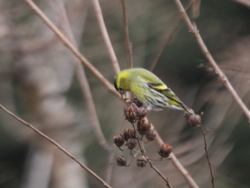 治水緑地の野鳥日記