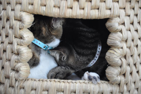 こんにちは、いい匂いの藁 : りきの毎日