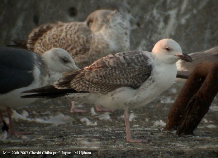 Barabensis : MU's Diary