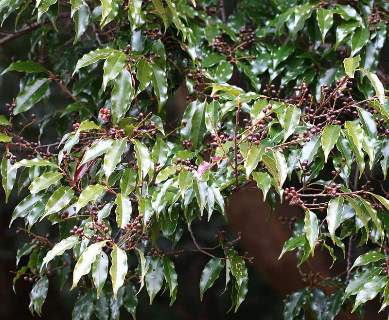 リンボク（果実） Prunus spinulosa : 鳥平の自然だより（植物編）