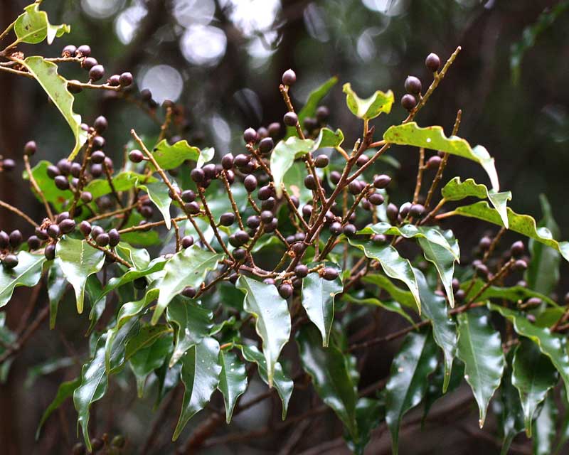 リンボク（果実） Prunus spinulosa : 鳥平の自然だより（植物編）