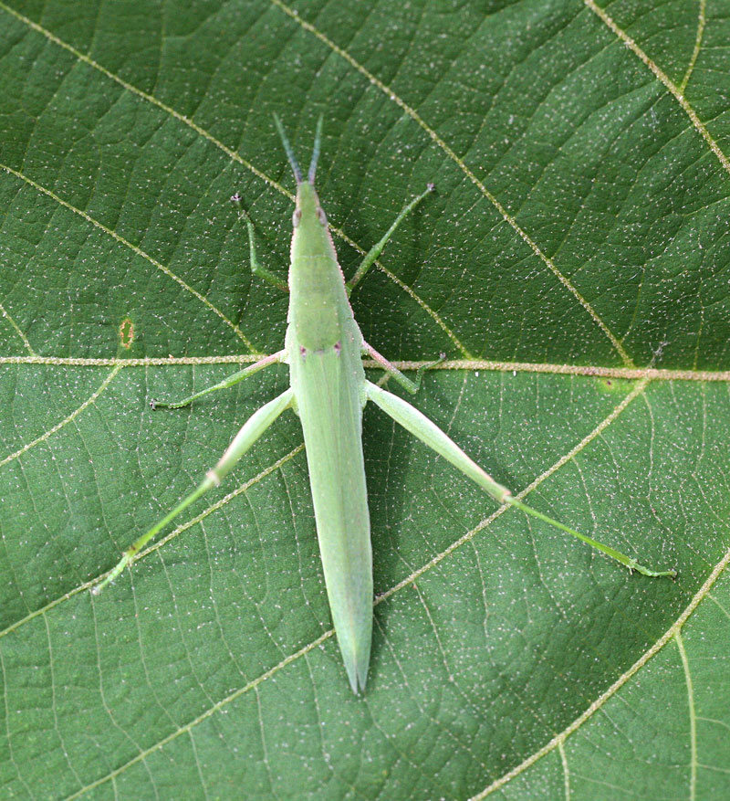 アカハネオンブバッタ Atractomorpha sinensis sinensis : 鳥平の自然だより（動物編）