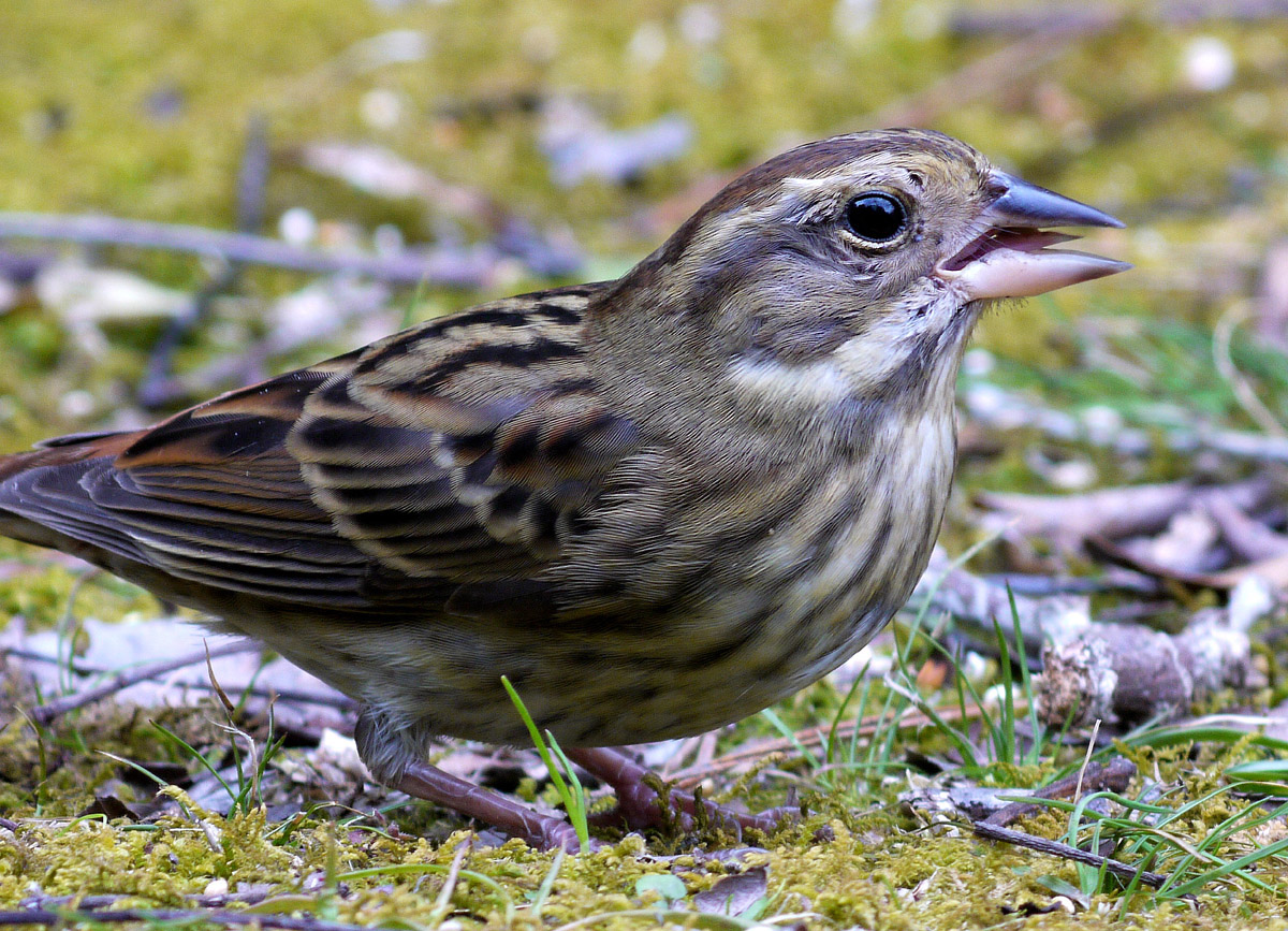クロジ ♂ ♀ : ぶらり自然散歩