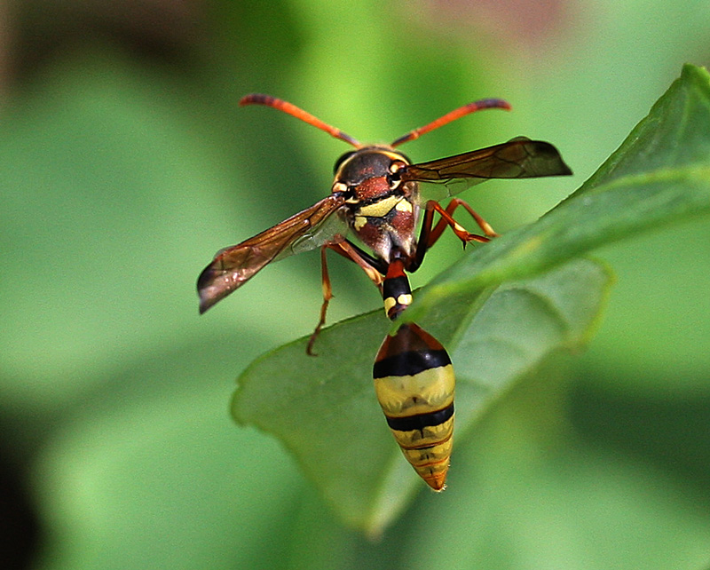クロスジスズバチ Delta esuriens : 鳥平の自然だより（動物編）