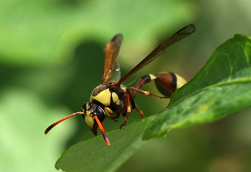 クロスジスズバチ Delta esuriens : 鳥平の自然だより（動物編）