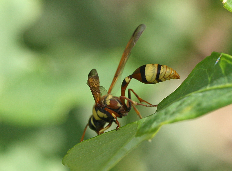クロスジスズバチ Delta esuriens : 鳥平の自然だより（動物編）
