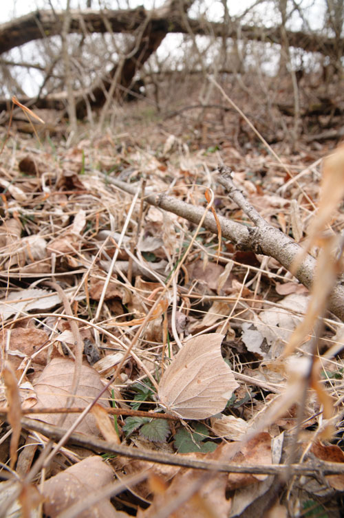 今年ほど春が待ち遠しい年もない : 自然観察な日々