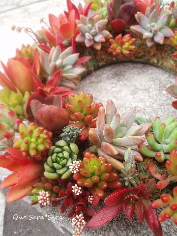 多肉植物のリース : Que Sera *Sera 多肉植物のリース : Que Sera *Sera
