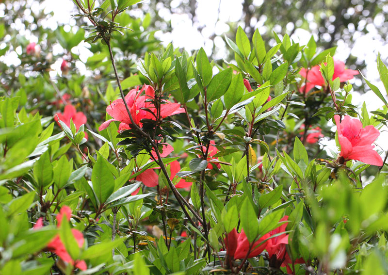 ケラマツツジ Rhododendron scabrum : 鳥平の自然だより（植物編）