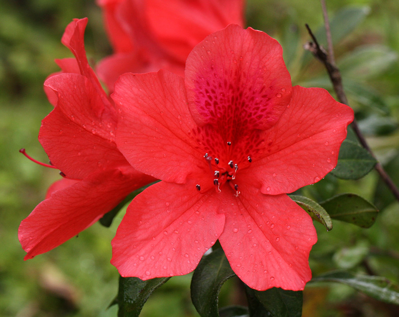 ケラマツツジ Rhododendron scabrum : 鳥平の自然だより（植物編）