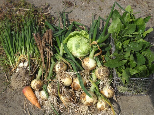 早生玉葱の収穫と苗作りの近況 : ブルーベリーの育て方& 栽培 ブルーベリー ノート BlueBerryNote