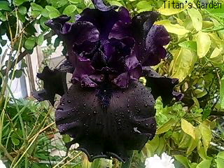 Iris 'Raven Girl' : Titan's Garden