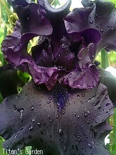 Iris 'Raven Girl' : Titan's Garden
