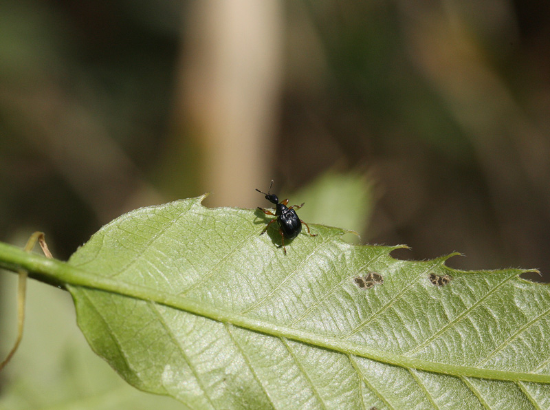 ヒメクロオトシブミ Apoderus erythrogaster : 鳥平の自然だより（動物編）