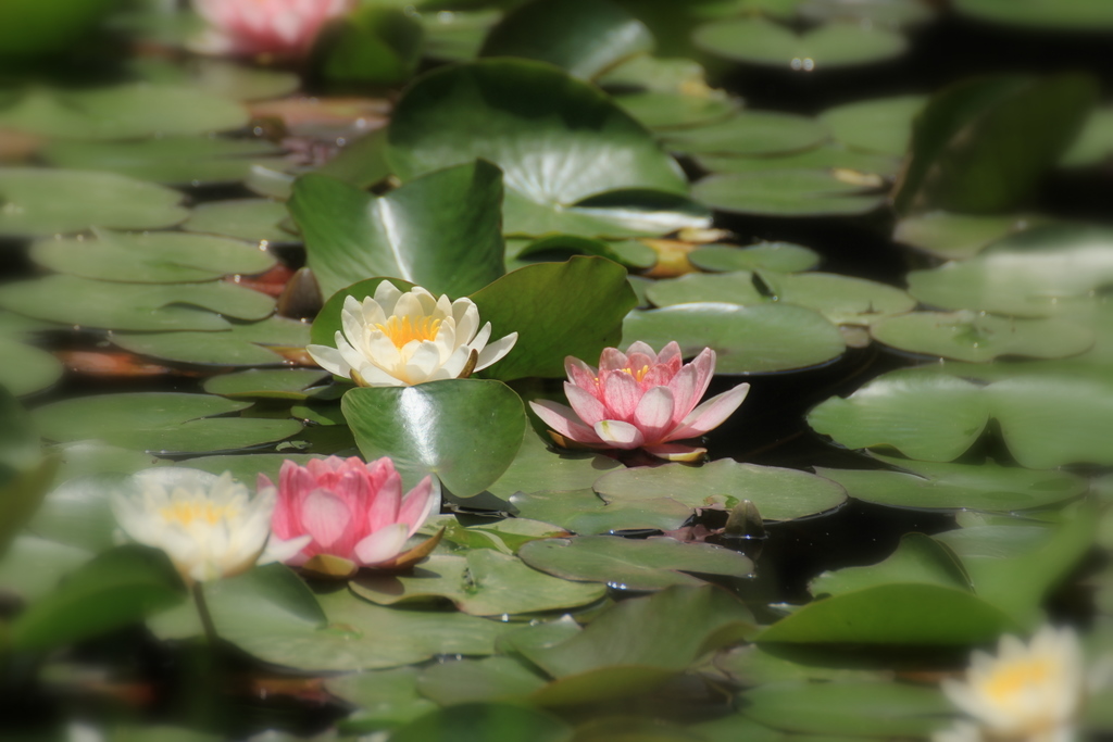 スイレン（睡蓮）とコウホネ（河骨）～夢見る水中花 : 空に近い週末 ～ めっせーじ♪ Vol.2