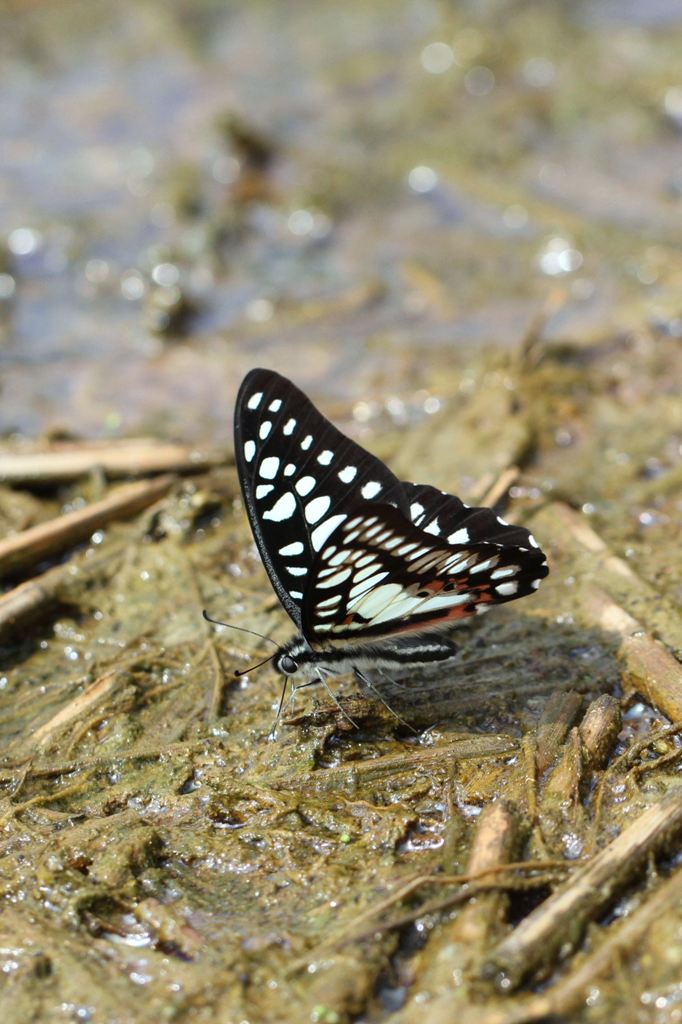 ミカドアゲハ第2弾 吸水 : 蝶超天国