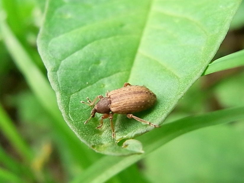 ゾウムシの一種 : 写ればおっけー。コンデジで虫写真