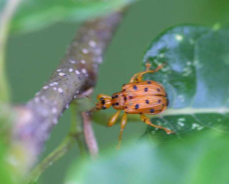 ゴマダラオトシブミ Paroplapoderus pardaris : 鳥平の自然だより（動物編）