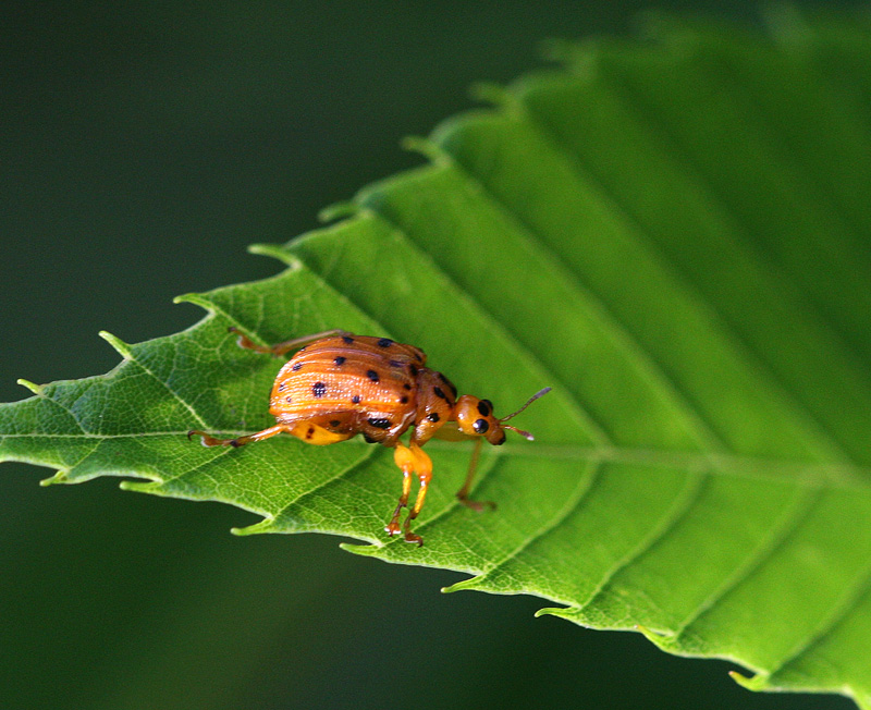 ゴマダラオトシブミ Paroplapoderus pardaris : 鳥平の自然だより（動物編）