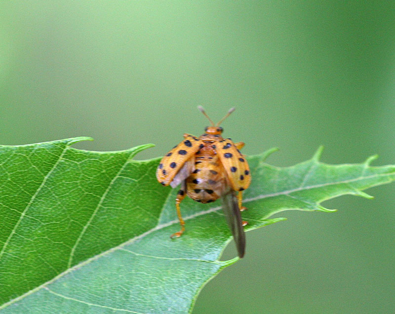 ゴマダラオトシブミ Paroplapoderus pardaris : 鳥平の自然だより（動物編）