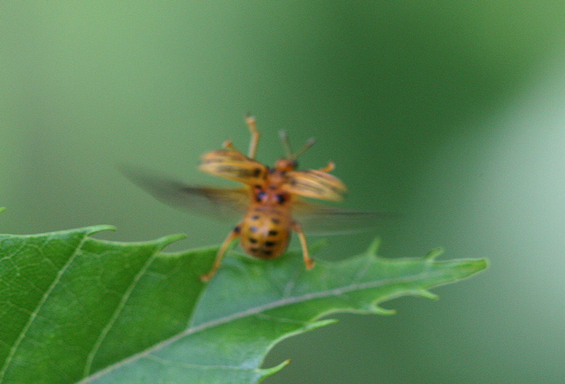 ゴマダラオトシブミ Paroplapoderus pardaris : 鳥平の自然だより（動物編）
