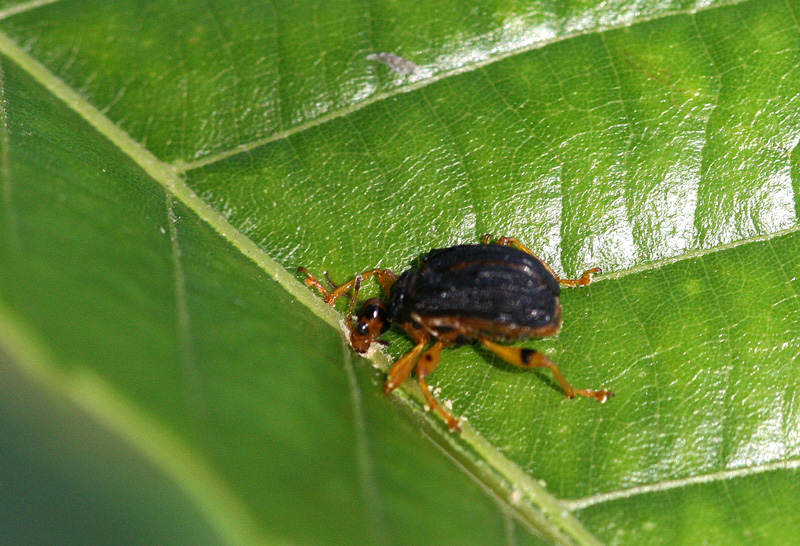 ゴマダラオトシブミ Paroplapoderus pardaris : 鳥平の自然だより（動物編）