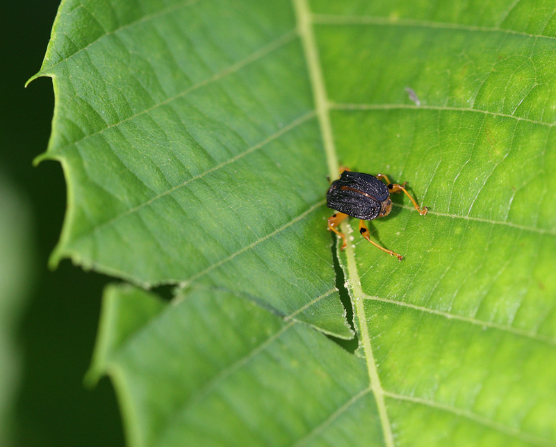 ゴマダラオトシブミ Paroplapoderus pardaris : 鳥平の自然だより（動物編）