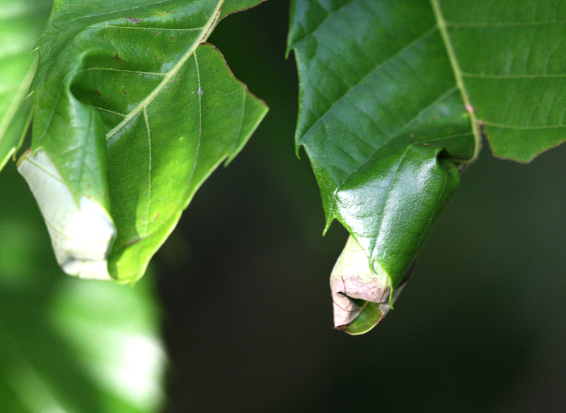 ゴマダラオトシブミ Paroplapoderus pardaris : 鳥平の自然だより（動物編）