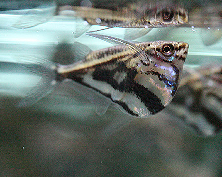 大型魚コーナーリニューアル!! : ビーボックスアクアリウム 熱帯魚情報