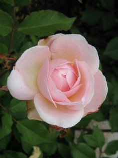 薔薇色庭園モティスフォント（2011年編） : Der Liebling ～蚤の市フリークの雑貨手帳～