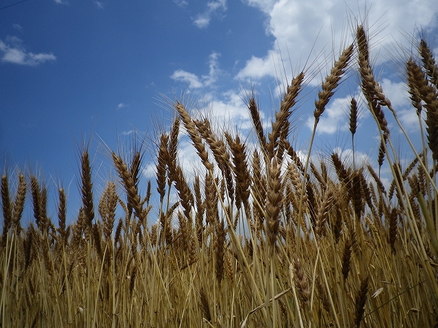 金魚？コメット購入 : 空の旅人