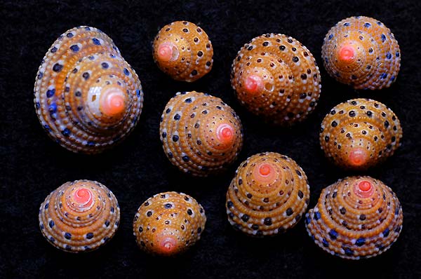 ナツモモ : 福井の打上げ貝