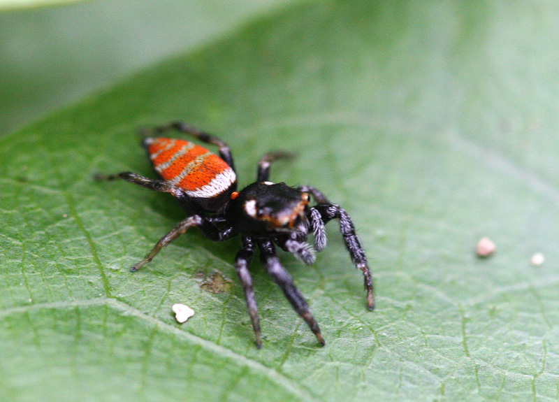 ヨダンハエトリ Marpissa pulla : 鳥平の自然だより（動物編）