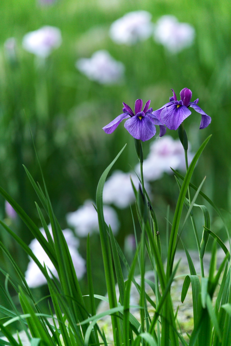 花菖蒲 : 写真部