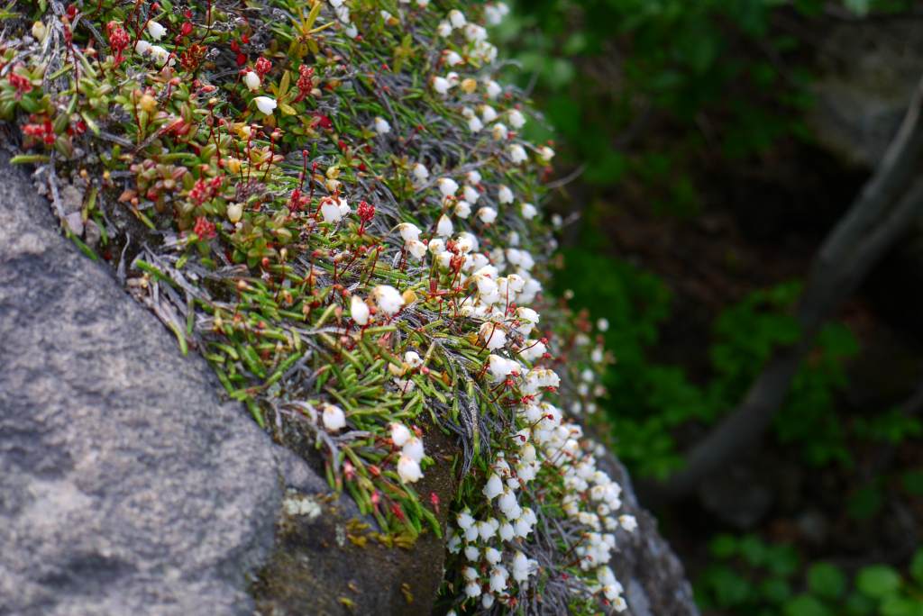 6月26日、樽前山のイワヒゲ－その2－ : デジカメ持って野に山に