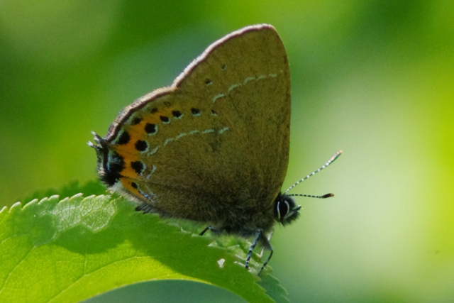 北海道の「花と蝶」（4） : 還暦からのネイチャーフォト