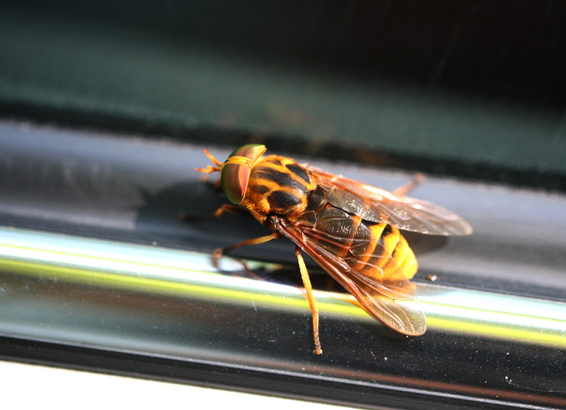 アカウシアブ Tabanus chrysurus : 鳥平の自然だより（動物編）