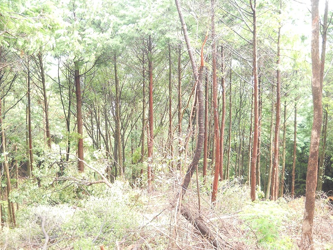 土佐の森林救援隊NPV活動応援（第355号） : こうち森林救援隊