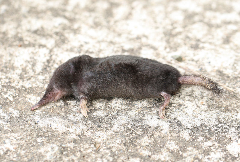 ヒミズ Urotrichus talpoides : 鳥平の自然だより（動物編）