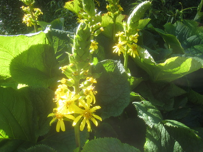 夏本番 : あるちゅはいま日記