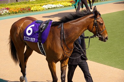 ダンスファンタジア（11’NHKマイルC15） : 愛しのサラブレッド写真館