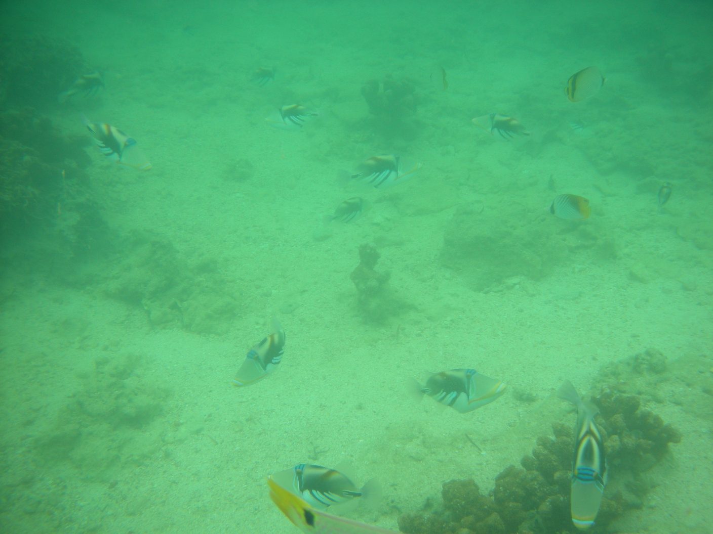 Reef fish of Okinawa : 幸せの黄色いホーン資料室