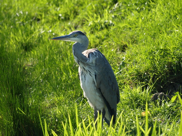 オランダの野鳥 : Go! Joppari