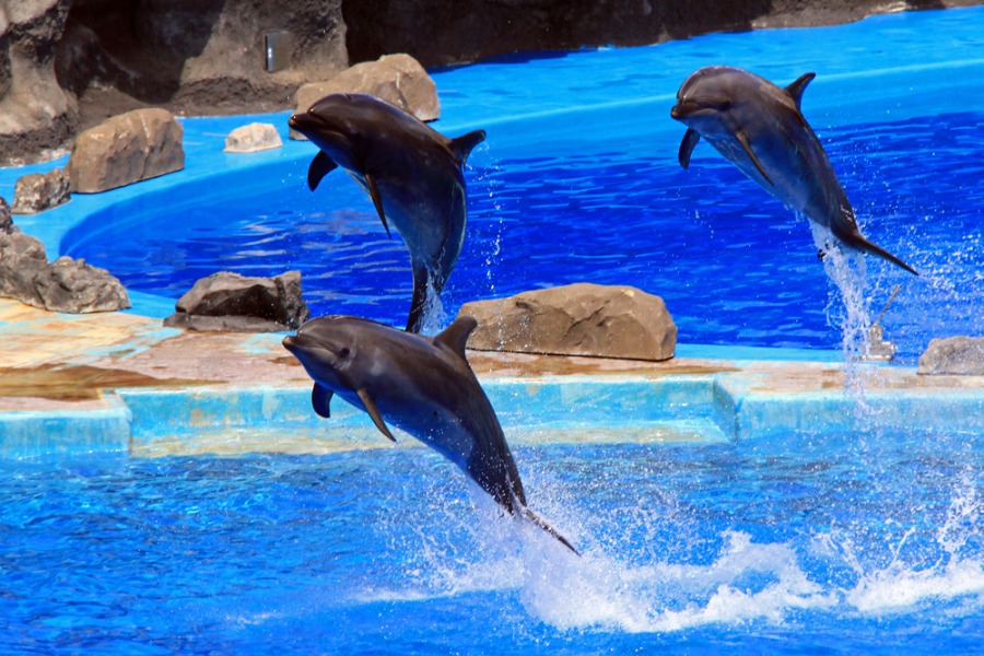 名古屋港水族館撮影会 : 色即是空68