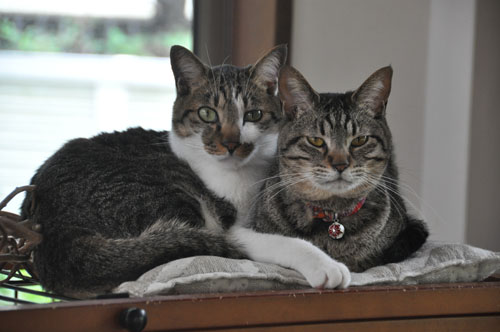 コウメ、出番だよ。 : りきの毎日