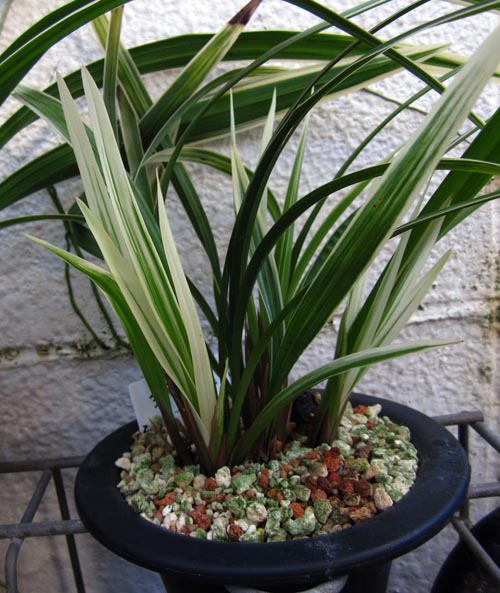 蕙蘭の新芽 No．1041 : 東洋蘭風来記奥部屋