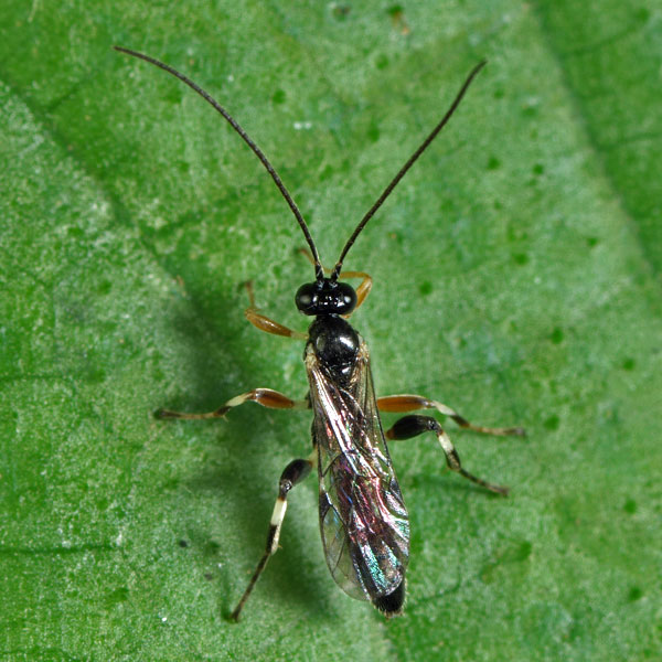 シロモンヒラタヒメバチ 5772 : 小さき者たちの世界